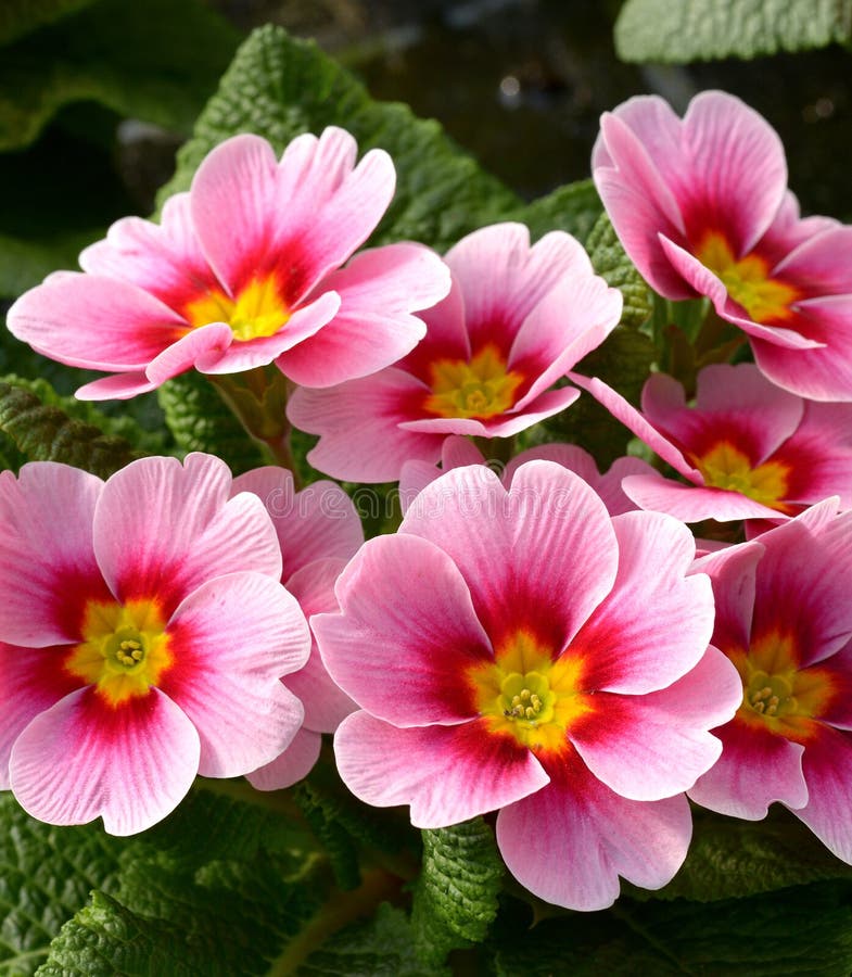 Attraktive Rosa Blumen Einer Primel-Anlage Stockfoto - Bild von betrieb ...