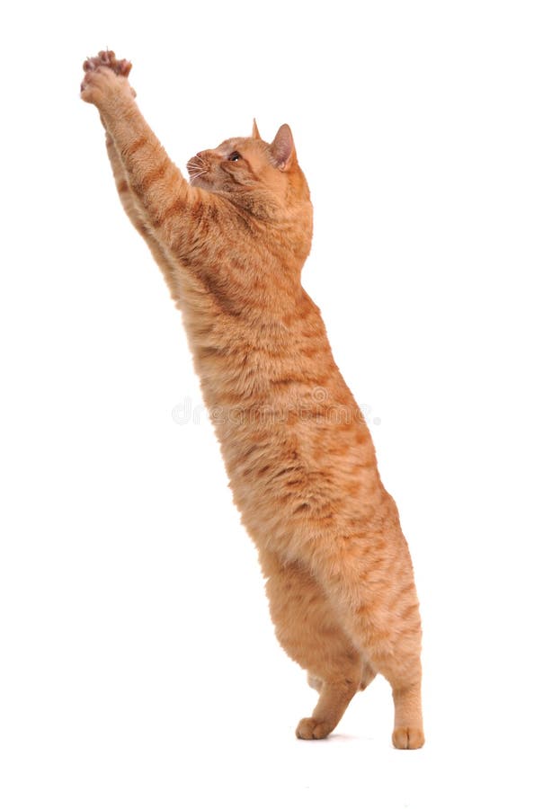 Chaton Essayant D'attraper Quelque Chose Photo stock - Image du nature ...