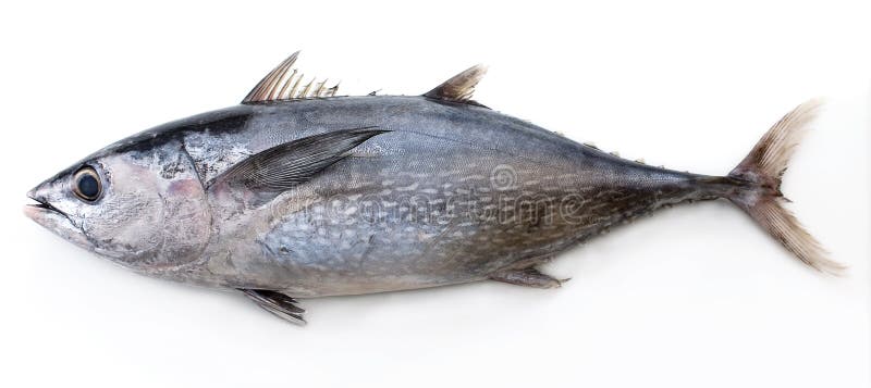 Peixes de atum foto de stock. Imagem de torpedo, marinho - 3833994