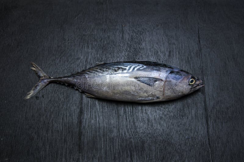 Atum Patudo Na Paleta De Madeira No Mercado De Peixe Nas Maldivas Ilhas ...