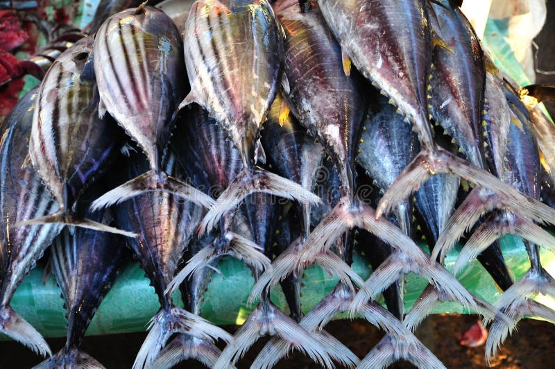 Atum Fresco (Thunnus Albacares) Imagem de Stock - Imagem de anchovas ...
