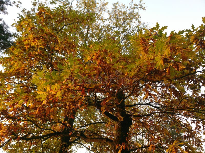 Atum Tree Stock Photos - Free & Royalty-Free Stock Photos from Dreamstime