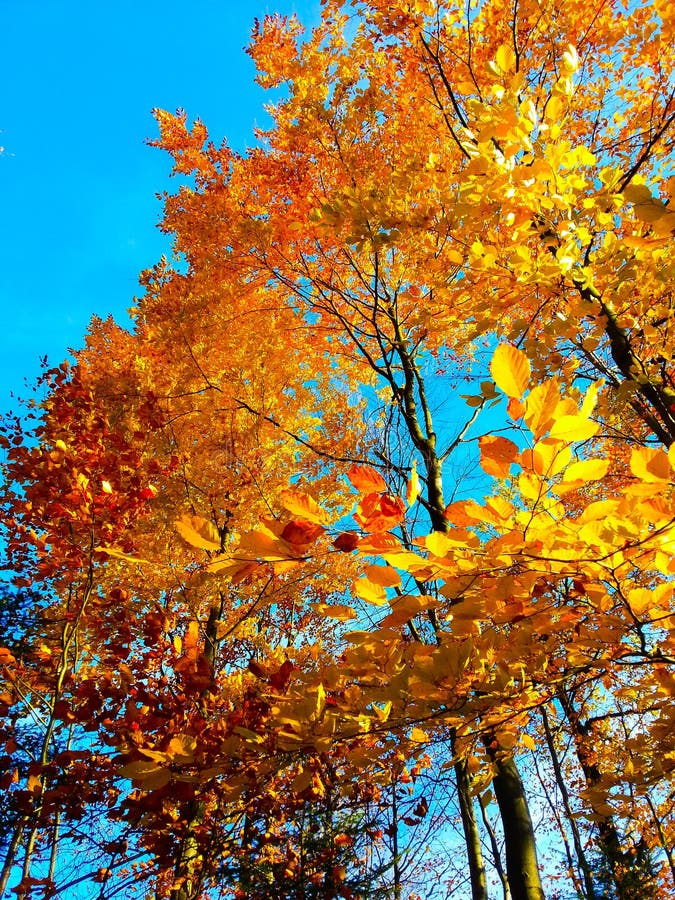 Atumn stock image. Image of beauty, nature, atumn, orange - 137138363