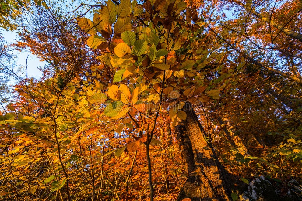 Atumn lives on the tree 2 stock image. Image of atumn - 61650499