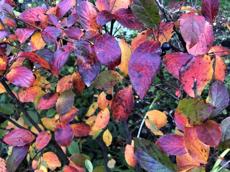 Autumn Twigs with Deep Red Colorful Leaves on a Tree in the Park Stock ...