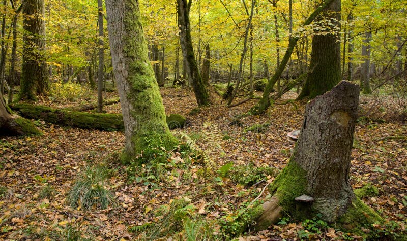 Atumnal Landscape of Deciduous Stand Stock Photo - Image of large ...