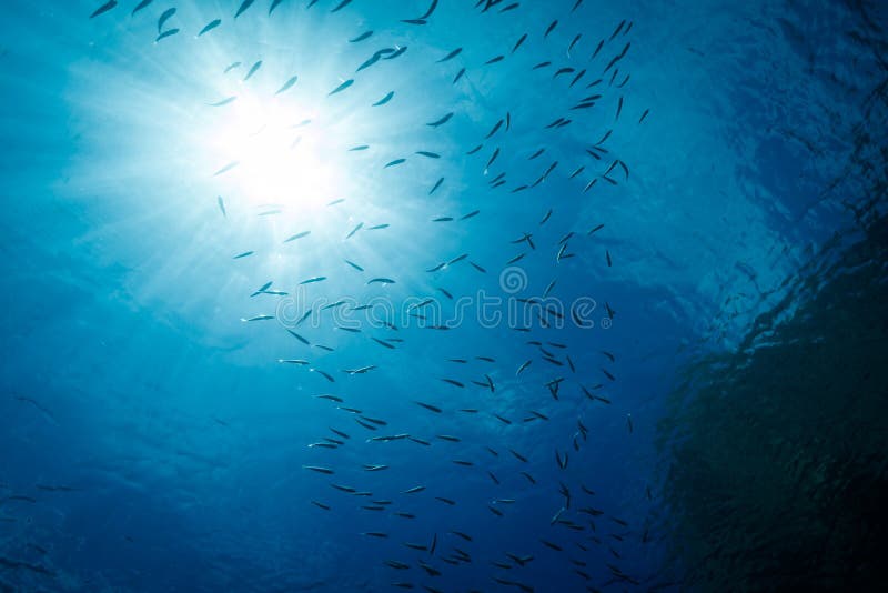 Au-dessous De La Surface De L'eau En Mer Méditerranée Photo stock ...