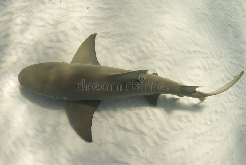 Au-dessus du citron image stock. Image du caraïbes, requin - 7297977