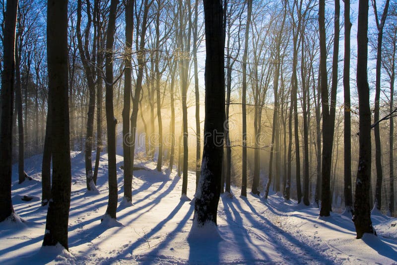 Aube de forêt image stock. Image du sunrise, aube, magie - 19445585