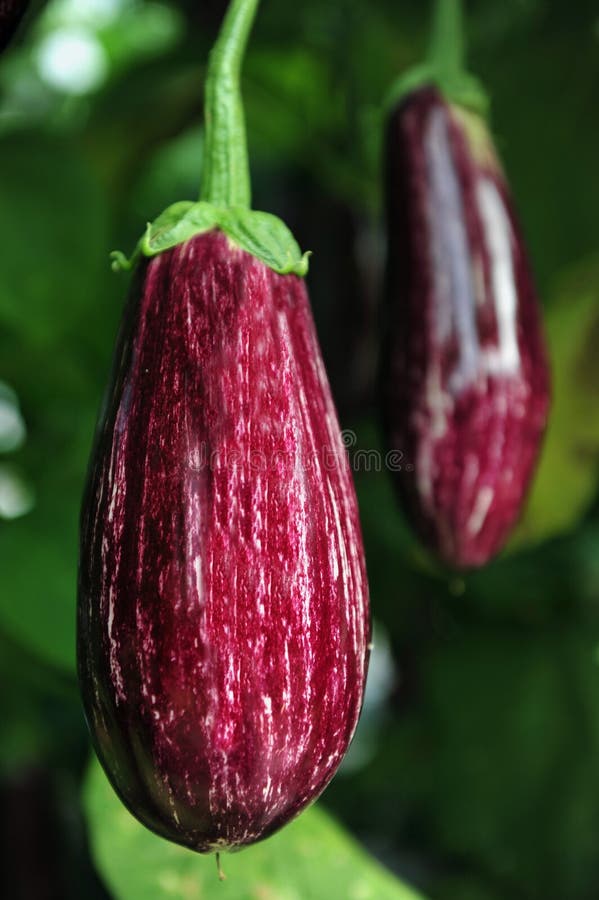 Aubergine eggplant stock image. Image of eggplant, market - 36265765