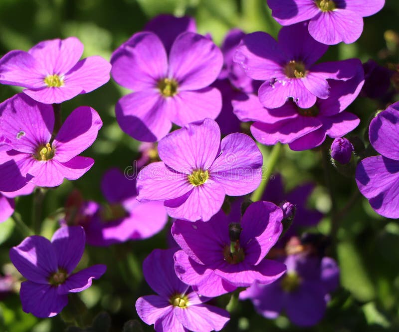 Aubrieta Deltoidea (aubretia) Stock Photo - Image of purple, brightly ...