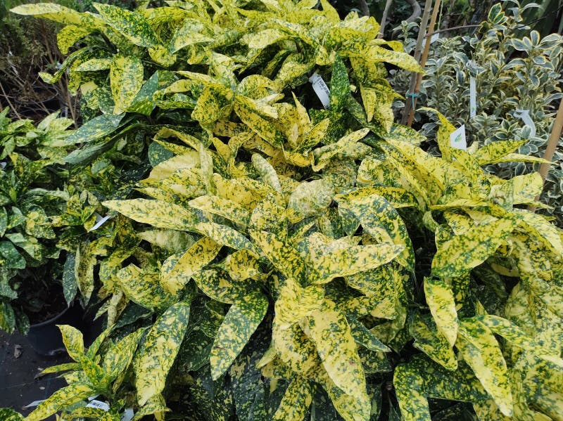 Aucuba Japonica Crotonifolia Stock Photo - Image of backgrounds, laurel ...