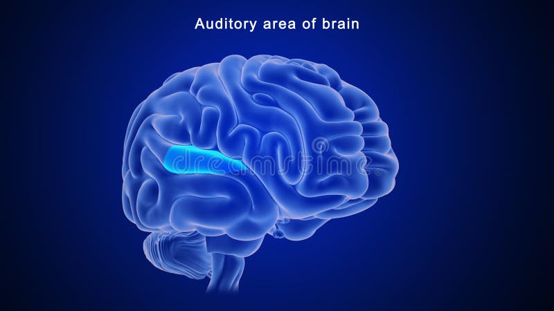 Auditory Area of Human Brain Stock Illustration - Illustration of ... Auditory Area of Human Brain Stock Illustration - Illustration of ...