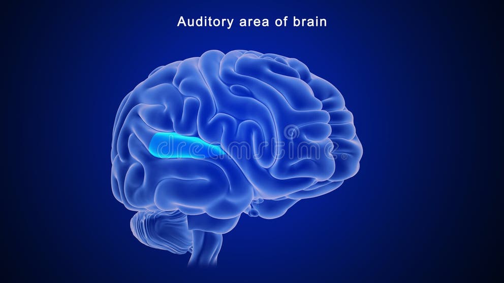 Limbic Brain Prefrontal Cortex Stock Illustrations – 51 Limbic Brain ...