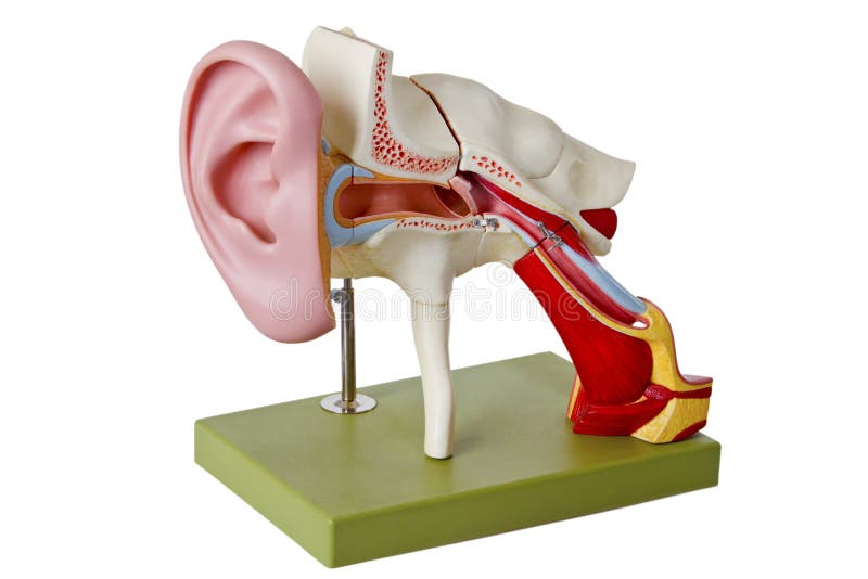 Auditory canal stock photo. Image of incus, malleus, model - 27077718