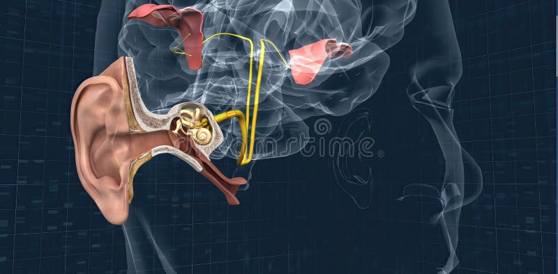 Sound Passes through the Ear and Carries Signals To the Brain Stem ...