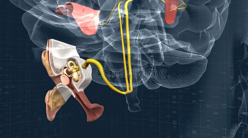 Sound Passes through the Ear and Carries Signals To the Brain Stem ...