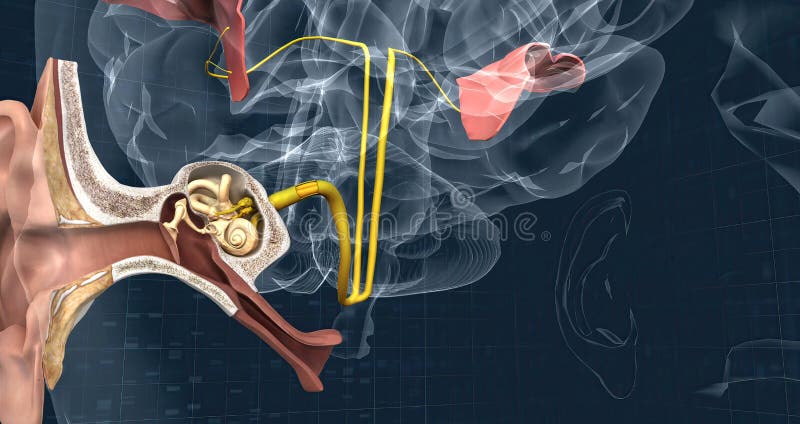 Sound Passes through the Ear and Carries Signals To the Brain Stem ...