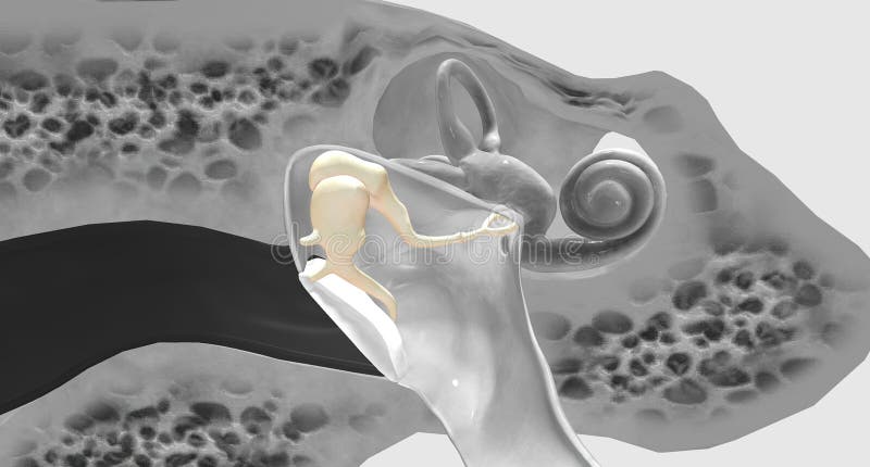 The Auditory Ossicles Amplify All Sound Vibrations Moving into the ...