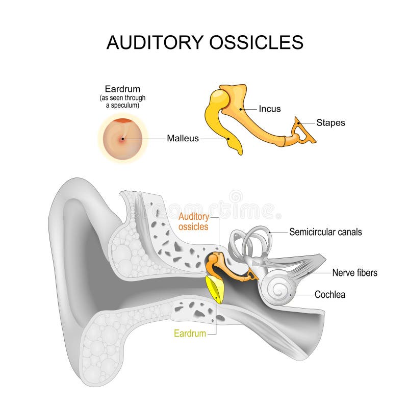 Malleus Incus Stapes Malleus Incus Stapes
