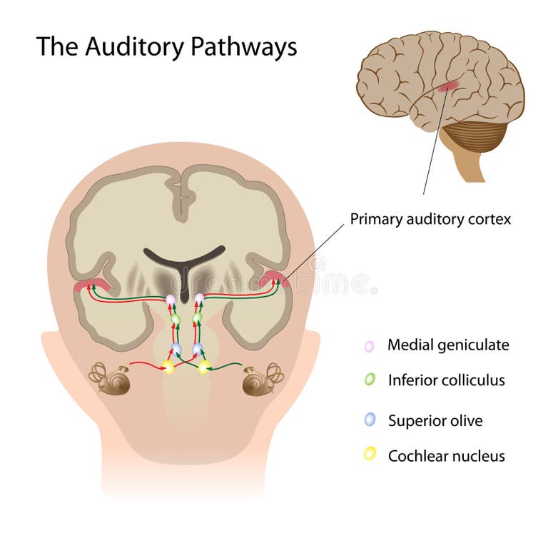 The auditory pathways stock vector. Illustration of nervous - 26661352