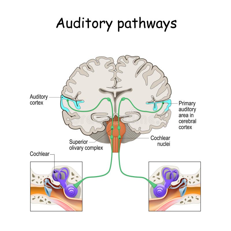 The auditory pathways. stock vector. Illustration of ventral - 83394091