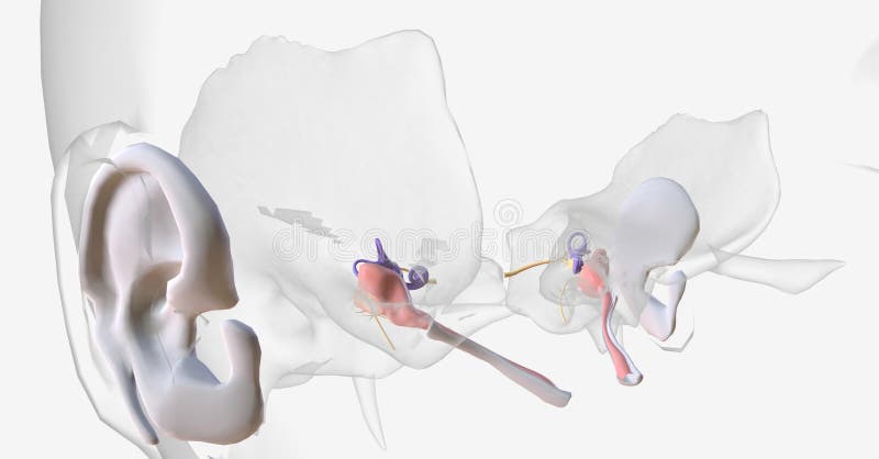 The Human Hearing System 3D Stock Illustration - Illustration of ...