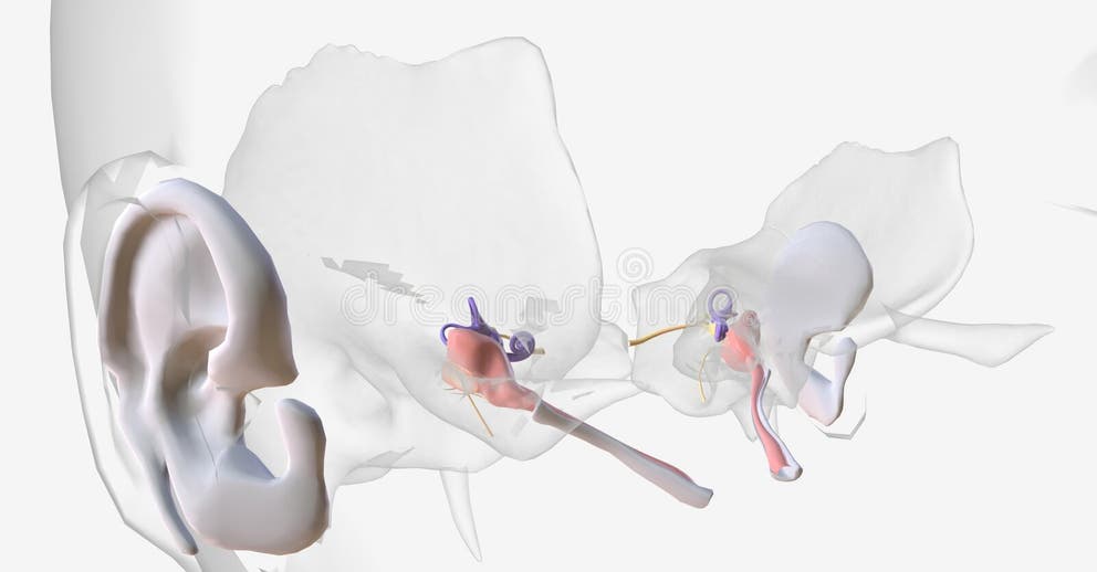 Auditory Implants Stock Illustrations – 13 Auditory Implants Stock ...