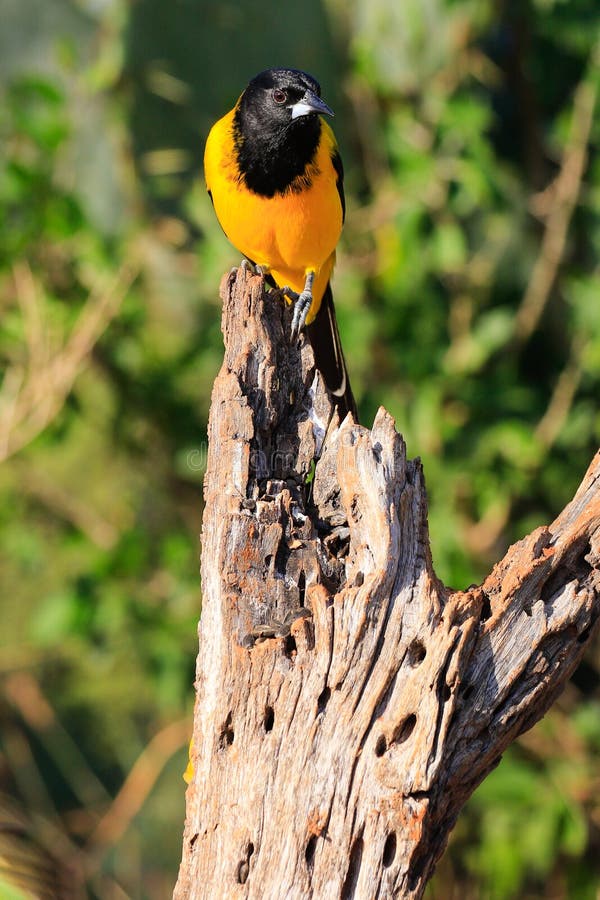 Audubons Oriole Stock Photos - Free & Royalty-Free Stock Photos from ...