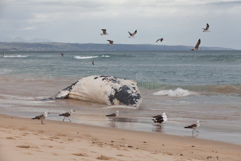 Auf Den Strand Gesetzter Wal Stockfoto - Bild von afrika, sand: 21460334