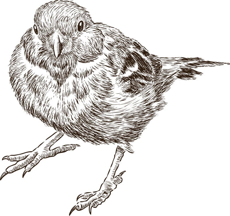 Spatzenskizzenillustration Handzeichnungsskizze Vektor Abbildung ...