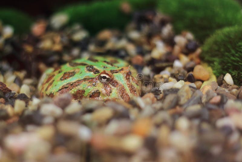 Pacman-Frosch Oder Gehörnte Kröte Stockbild - Bild von kröte, pacman ...