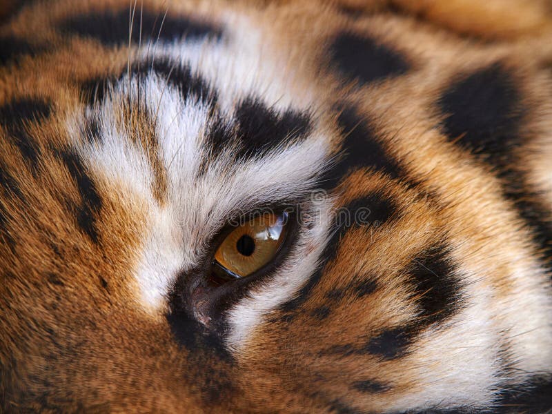 Auge des Tigers stockfoto. Bild von auge, bengal, katze - 125944330
