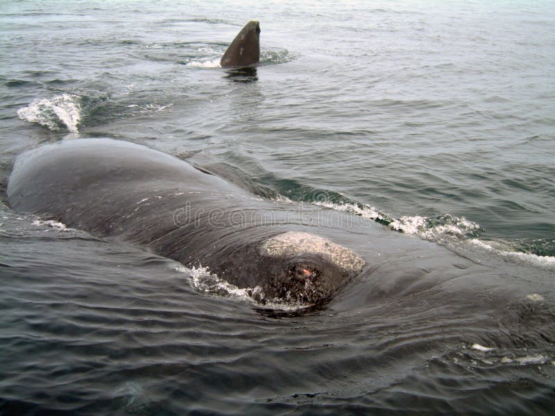 Das Auge des Wals stockfoto. Bild von auge, freundlich - 26797328