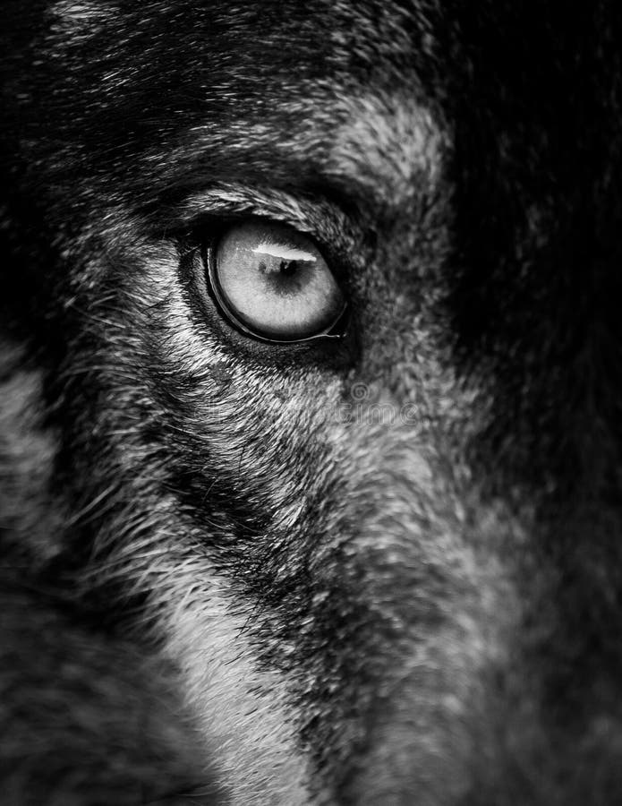 Auge Iberischen Wolf Canis Lupus Signatus Stockfoto - Bild von freiheit ...