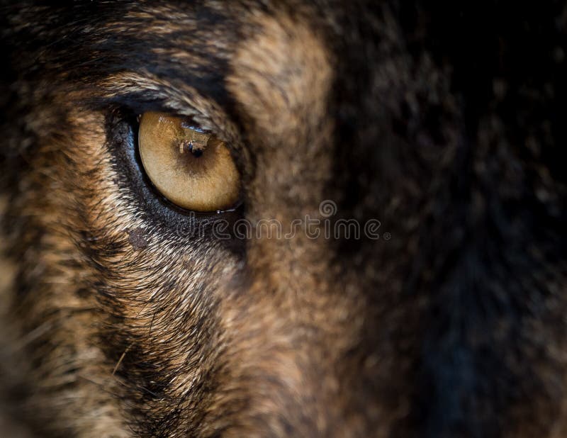 Auge Des Iberischen Wolfs Canis Lupus Signatus Stockbild - Bild von ...