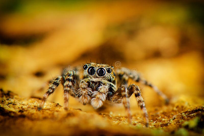 Augen Der Springenden Spinne Stockfoto - Bild von stütze, insekt: 54531432