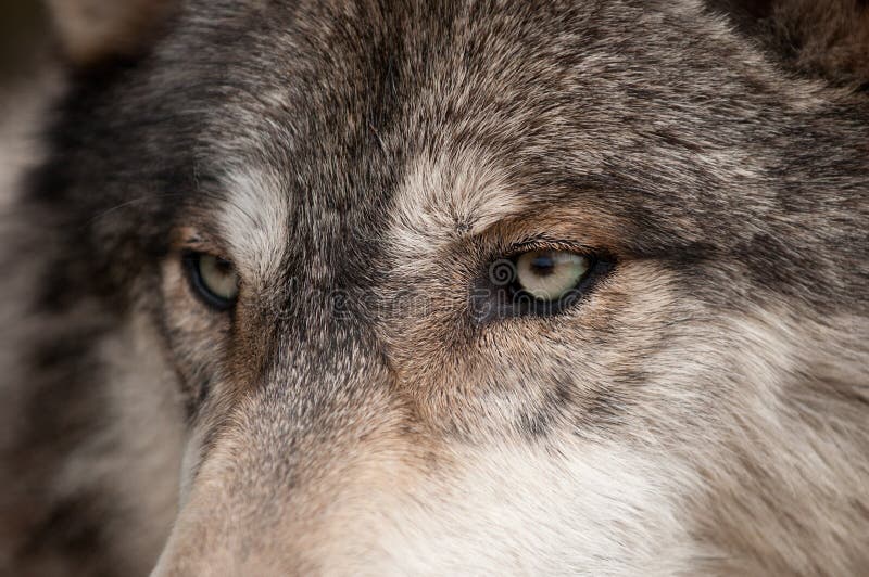 Augen Des Bauholz-Wolf-(Canis Lupus) Stockbild - Bild von bedingung ...
