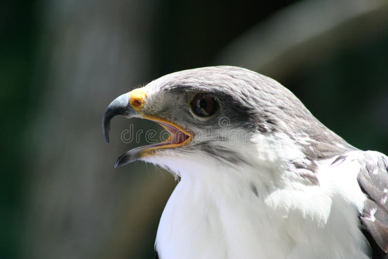 Augur Buzzard (Buteo Rufofuscus Augur) Stock Photo - Image of bird ...