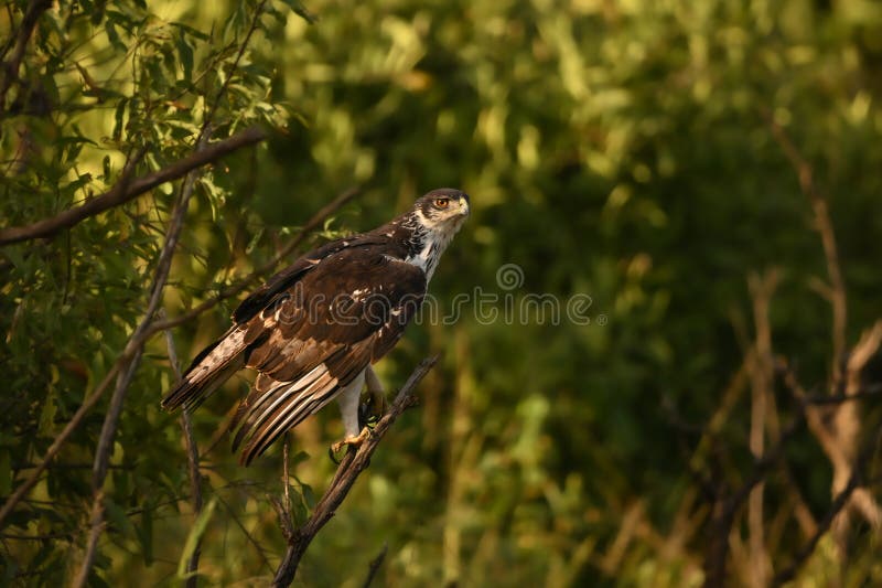 Augur Buzzard with Catchlight in Dappled Sunshine Stock Photo - Image ...