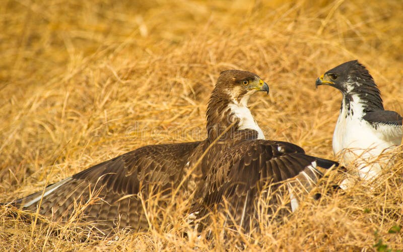 Augur Buzzards clashing stock photo. Image of animals - 17041826
