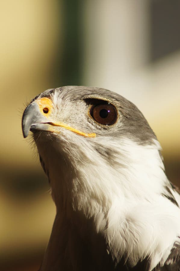 Augur Eyes stock image. Image of eyes, augur, animals - 75209053