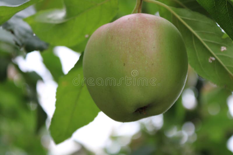 August Apple in the Garden, Summer Stock Photo - Image of august ...