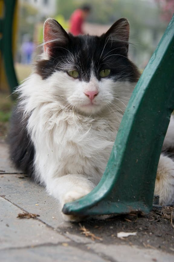 August cat stock photo. Image of domestic, furry, curious - 4809754