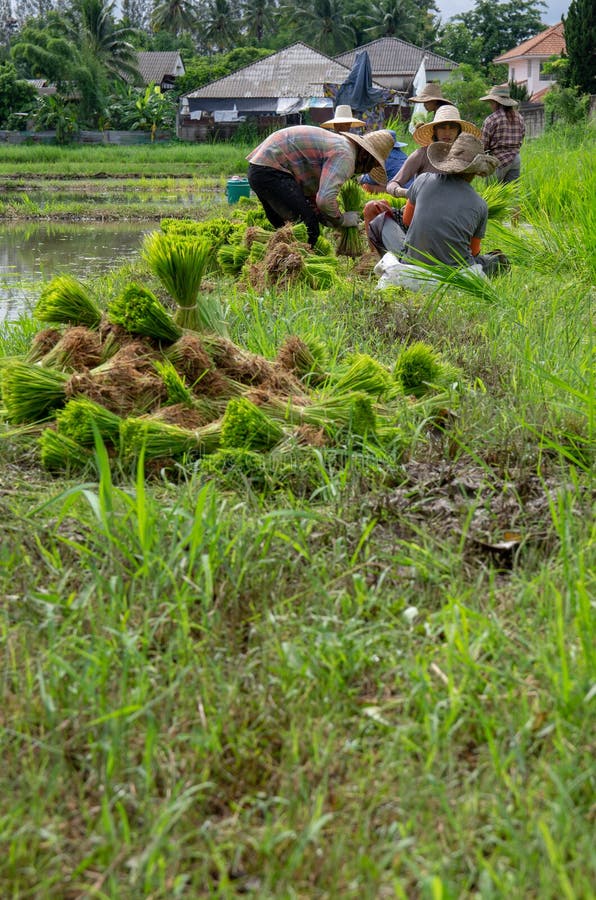 Workers in the Rice Field Thailand Editorial Photography - Image of ...