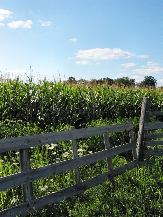 August Corn-1180 stock photo. Image of corn, august, country - 18114