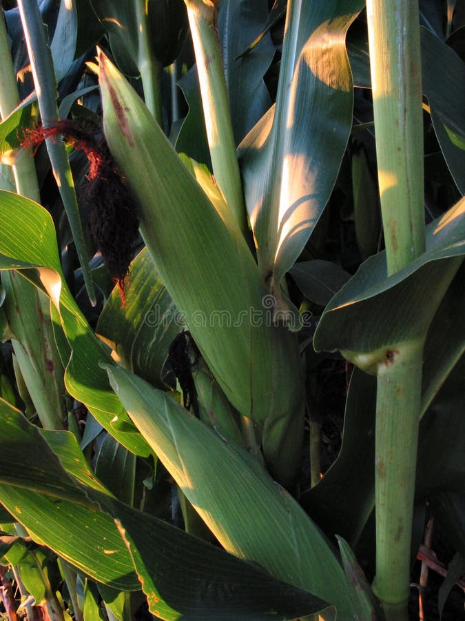 August Corn-1202 stock image. Image of crop, farming, food - 17025