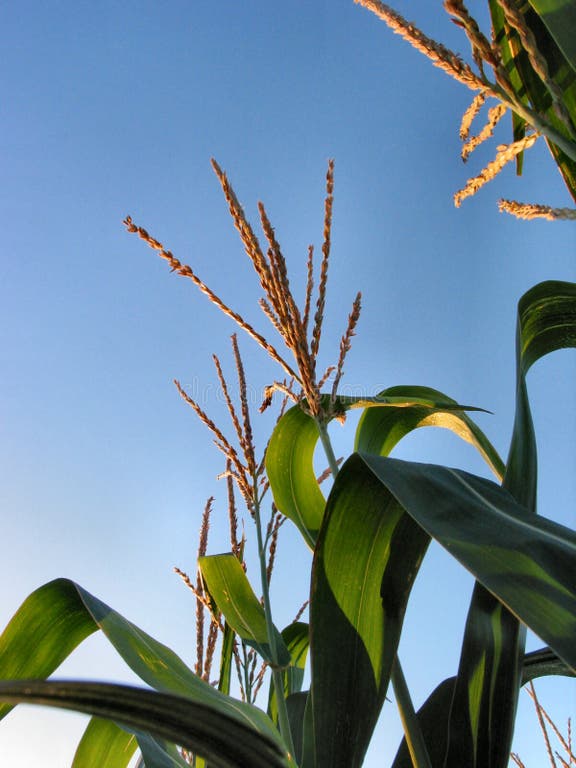 August Corn-1218 stock photo. Image of agriculture, summer - 17022