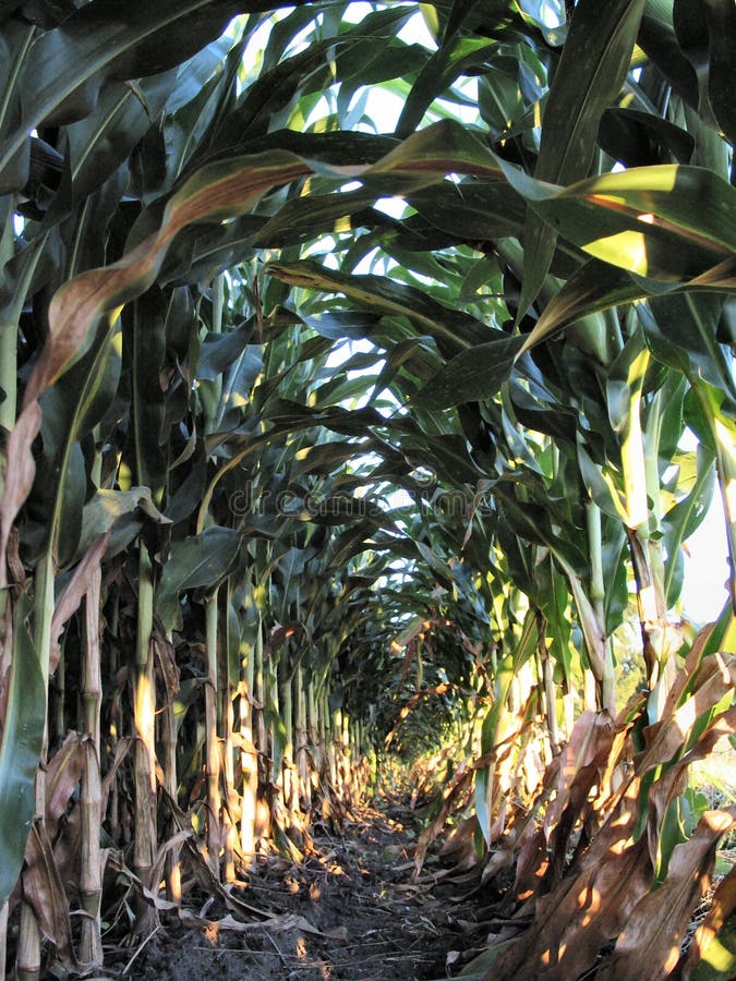 August Corn-1224 stock image. Image of central, august, farming - 18159