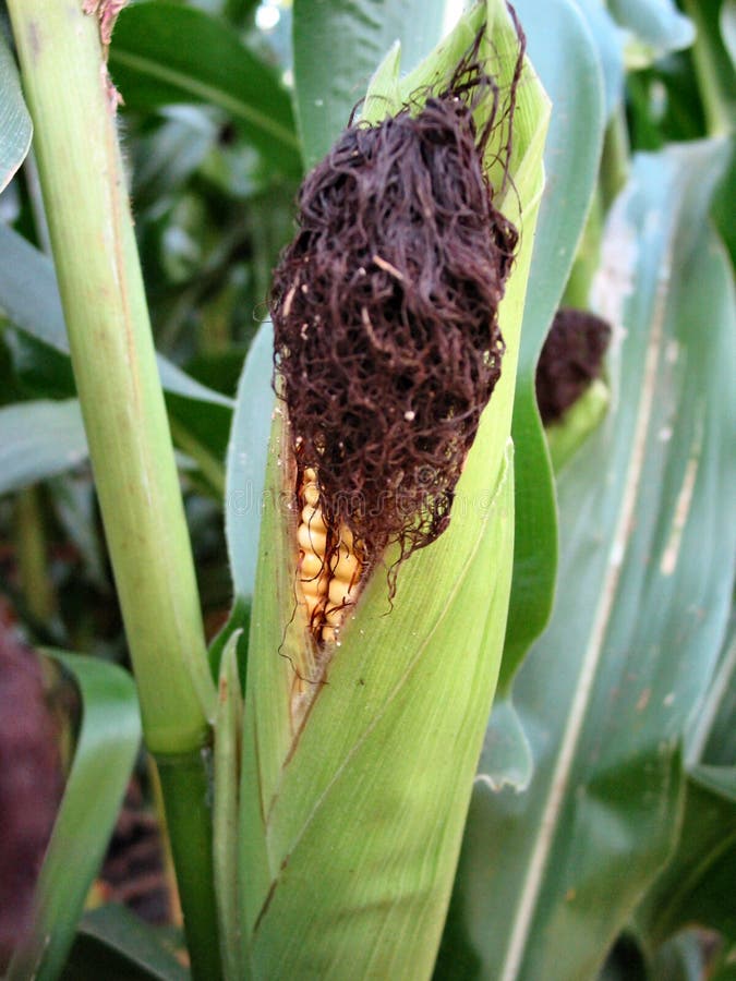 August Corn stock image. Image of tree, farm, august, country - 22519
